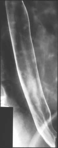 Gallery: Image (265)